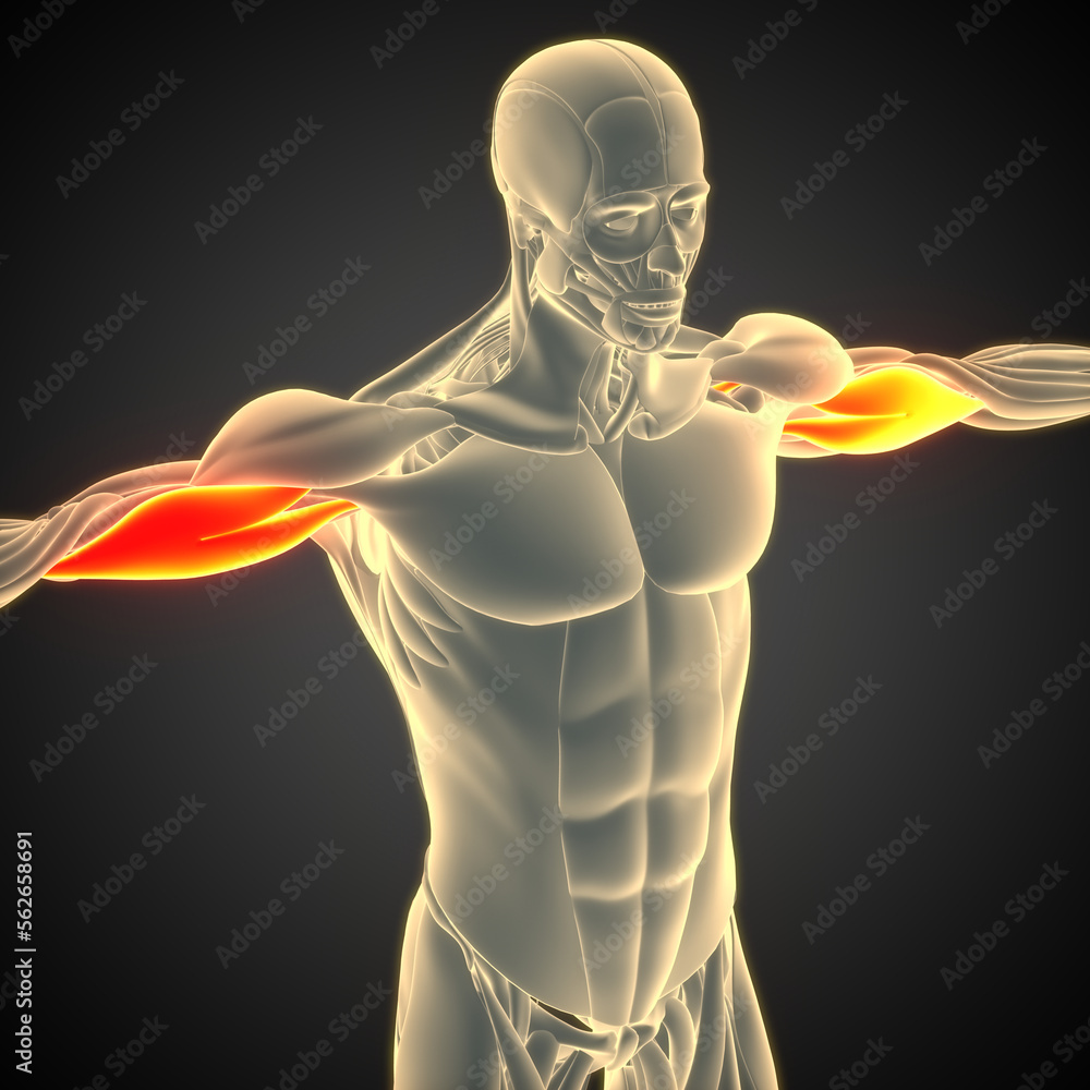 Human Muscular System Arm Muscles Biceps Brachii Anatomy Stock ...