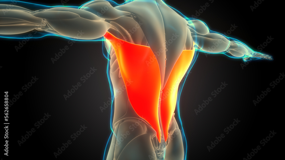 Human Muscular System Torso Muscles Latissimus Dorsi Muscle Anatomy ...