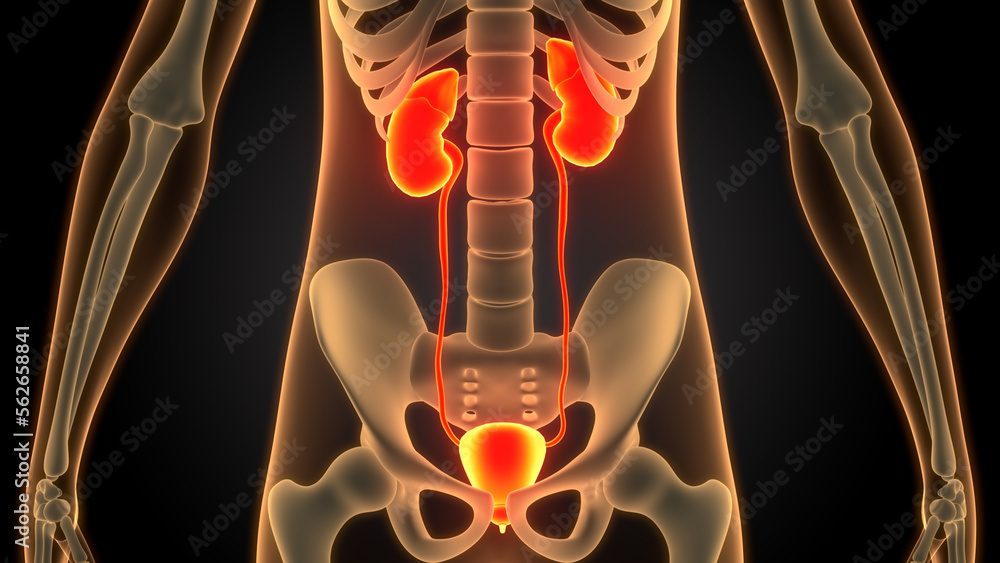 Human Urinary System Kidneys with Bladder Anatomy Stock Illustration ...