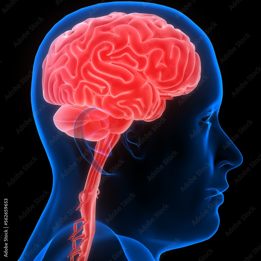 Central organ of Human Nervous System Brain Anatomy Stock Illustration ...