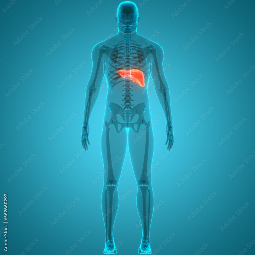Human Internal Digestive Organ Liver Anatomy Stock Illustration | Adobe ...