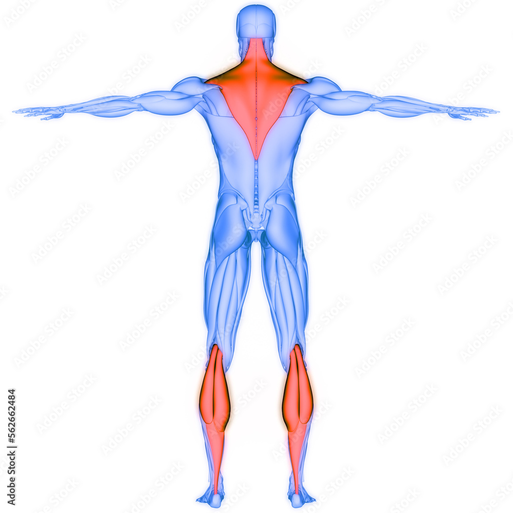 Human Muscular System Trapezius and Gastrocnemius Muscles Anatomy Stock ...