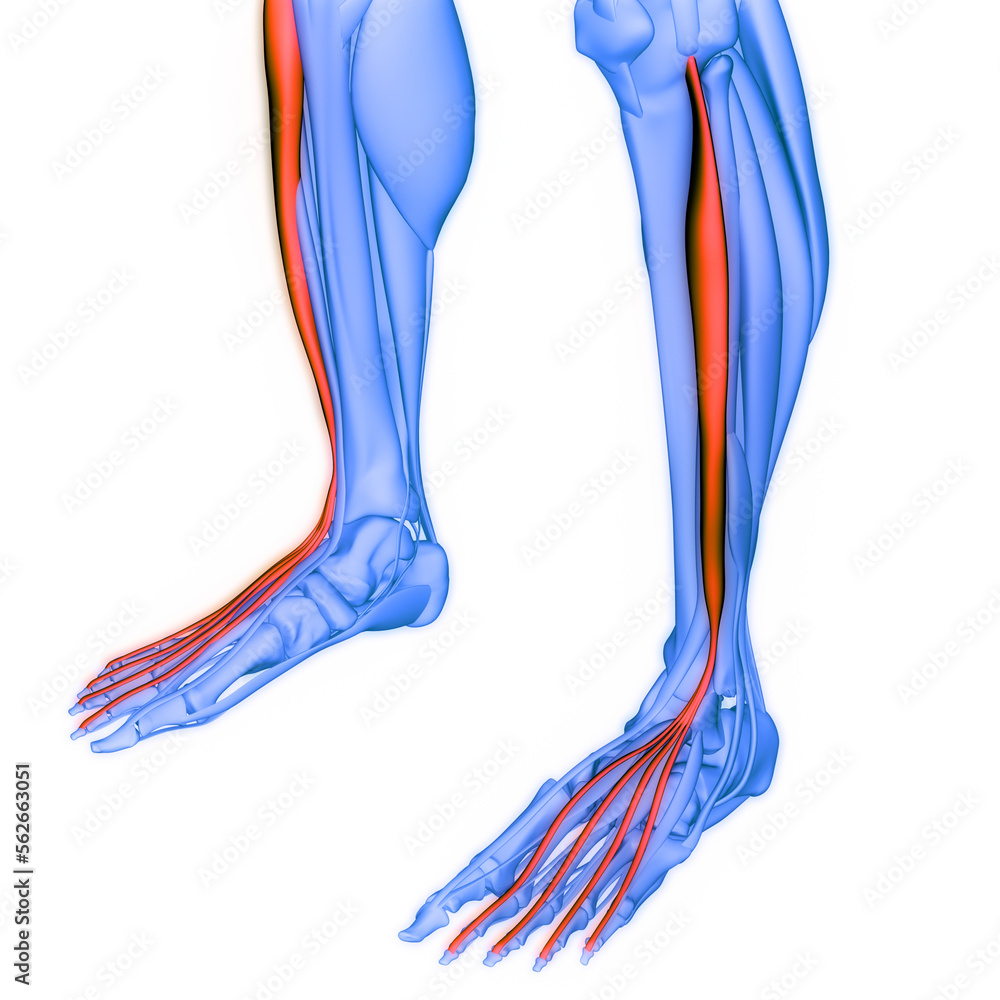 Human Muscular System Leg Muscles Extensor Digitorum Longus Muscles ...