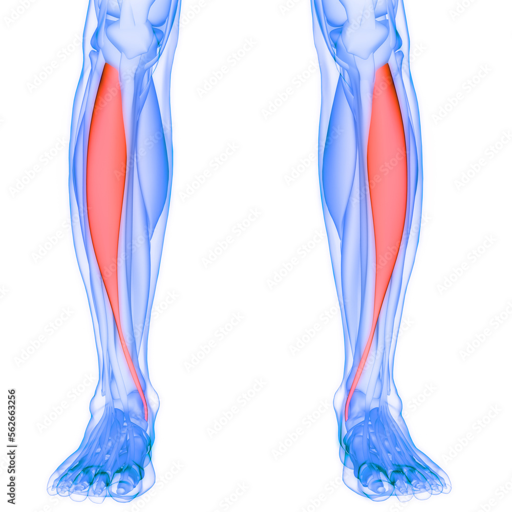 Human Muscular System Leg Muscles Tibialis Anterior Muscles Anatomy ...