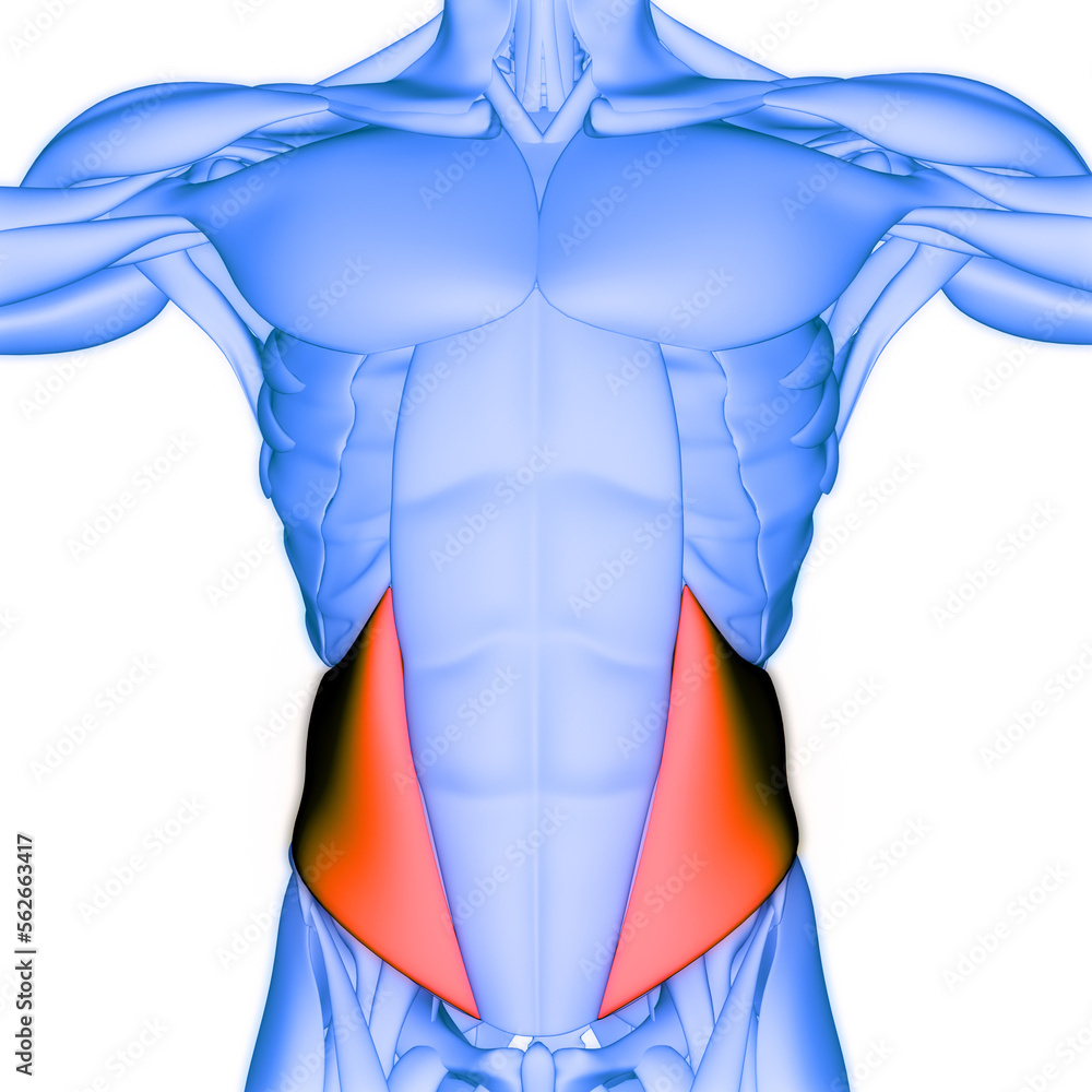 Human Muscular System Torso Muscles Internal Oblique Muscles Anatomy ...