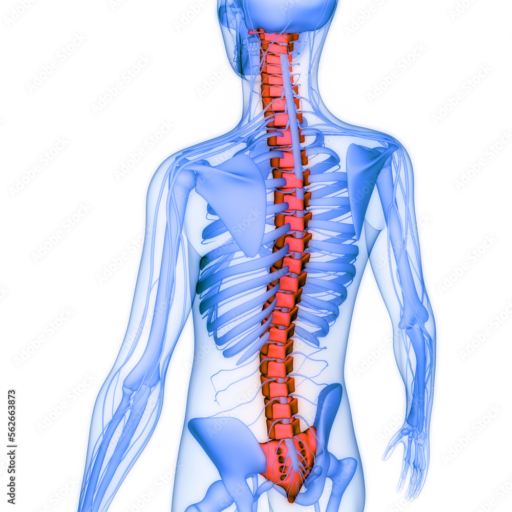 Spinal Cord Vertebral Column of Human Skeleton System Anatomy Stock ...