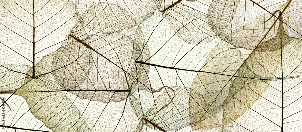 leaf texture pattern, leaf background with veins and cells - macro ...