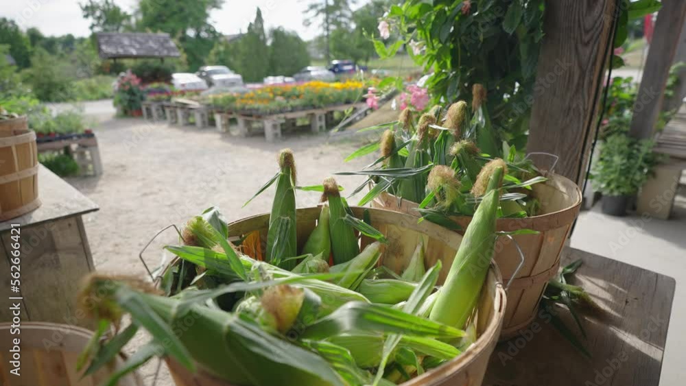 Stockvideon Fresh corn for sale at a farmers market. Corn on the cob ...