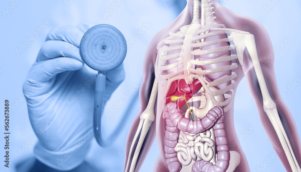 Anatomy of human body with organs. 3d illustration Stock Illustration ...