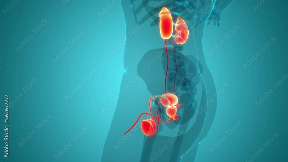 Human Urinary System Kidneys with Bladder Anatomy Animation Concept ...