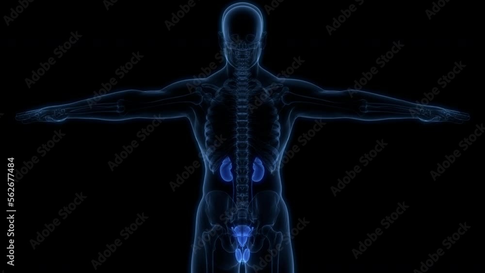 Human Urinary System Kidneys with Bladder Anatomy Animation Concept ...