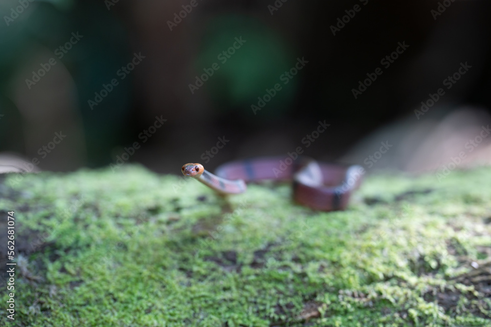 Costa Rican coral snake common snake distributed from the east and ...