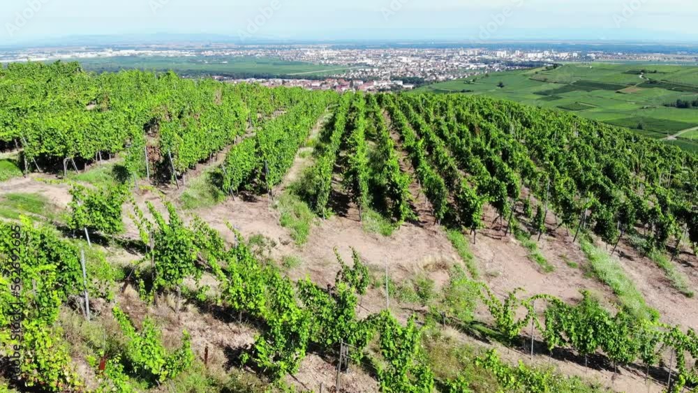 Video „Smooth rows of vineyards on top of hill, camera flies forward ...