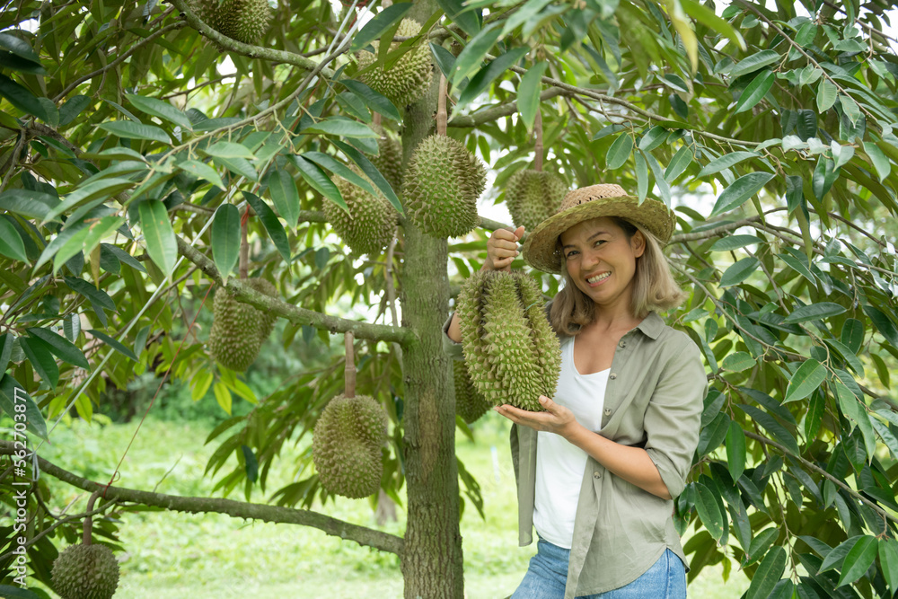 Happy young asian woman farmer holding durian in durian plantation ...