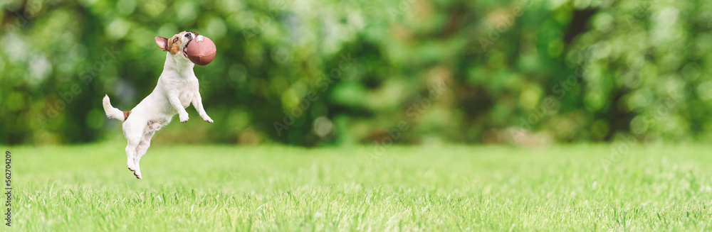 Agile dog jumping to catch American football ball. Panoramic banner or ...