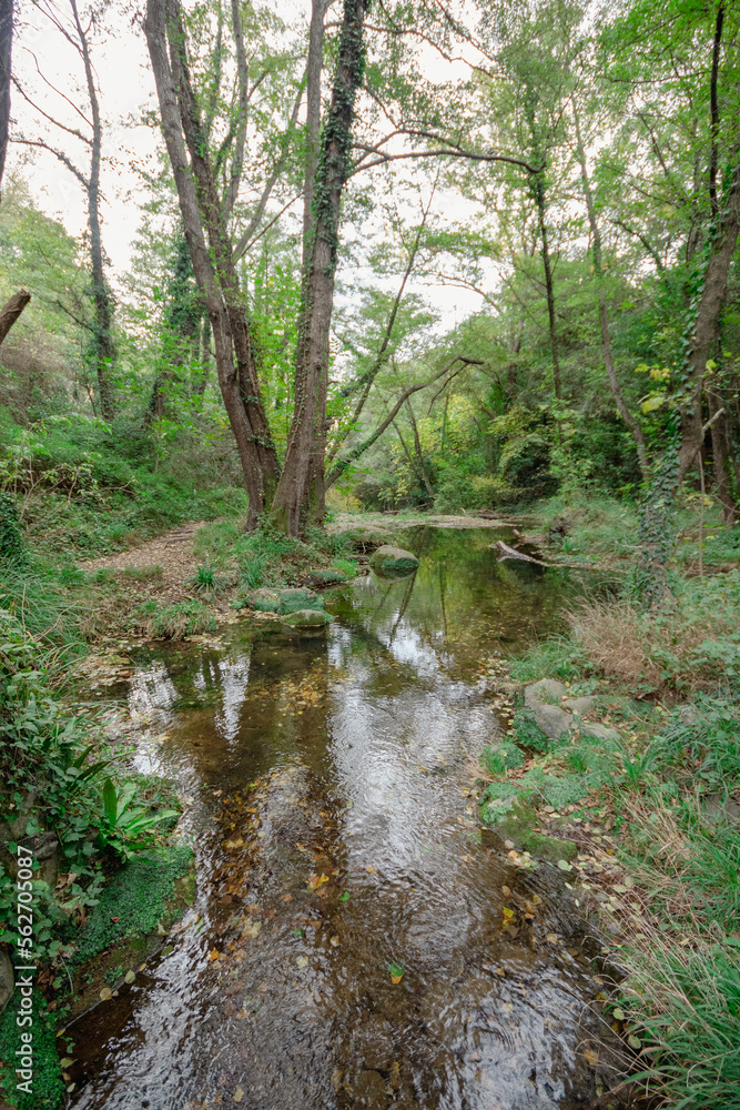 Río en medio de los árboles que podemos encontrar en el bosque de ...