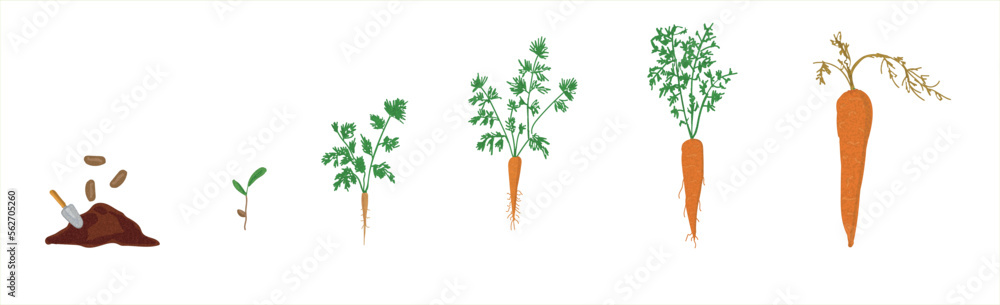 Growth stages of carrot plant. Carrot growing stages vector ...