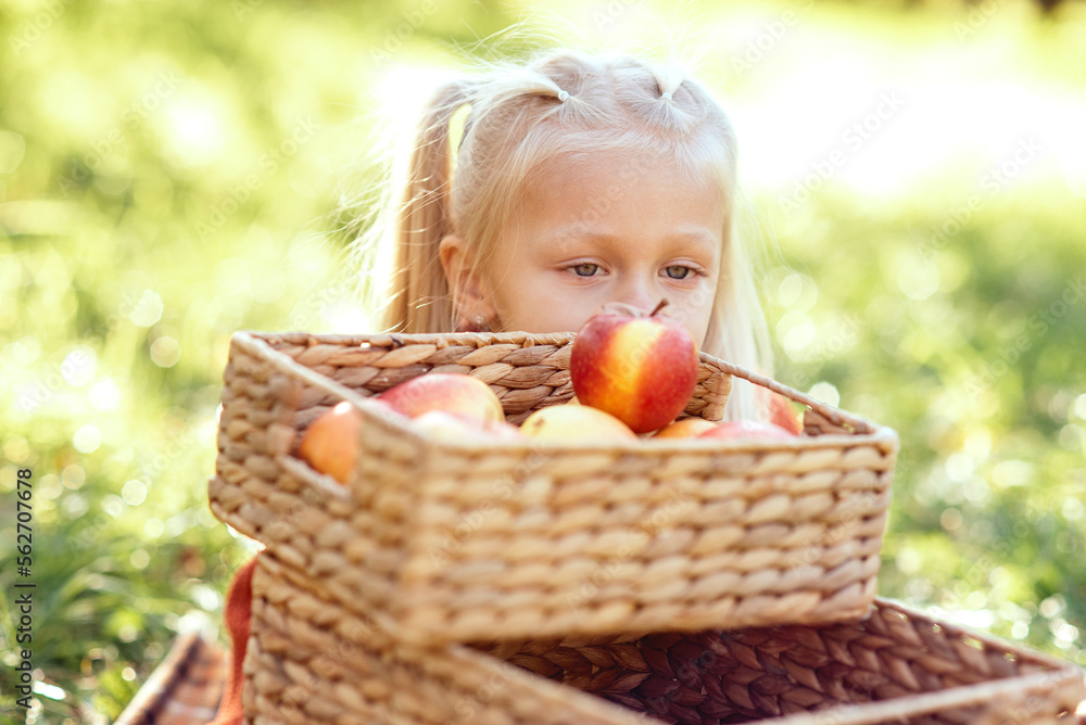 Child picking apples on farm in autumn. Little girl playing in tree ...