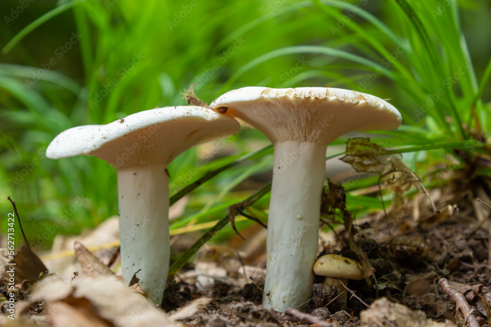 Lactarius piperatus or Peppery milkcap, widespread and popular edible ...