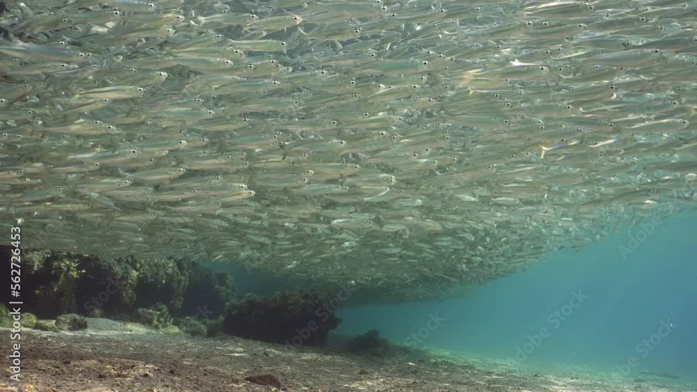 Densely packed endless wall of Hardyhead Silverside fishes stands over ...