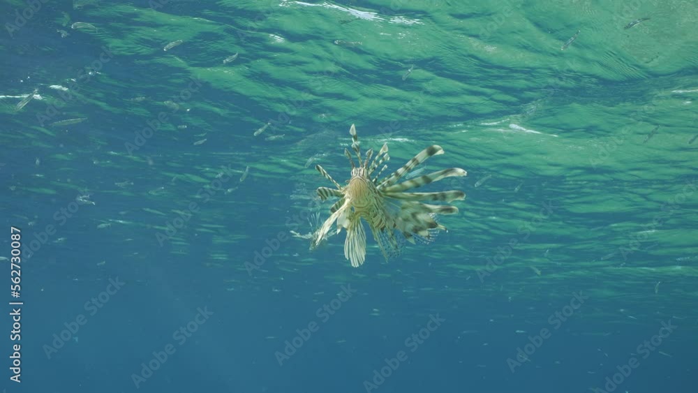 Lionfish preys on small fish in the water column. Common Lionfish or ...