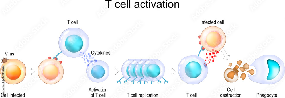 Activation of T cell leukocytes. Immune response Stock Vector | Adobe Stock