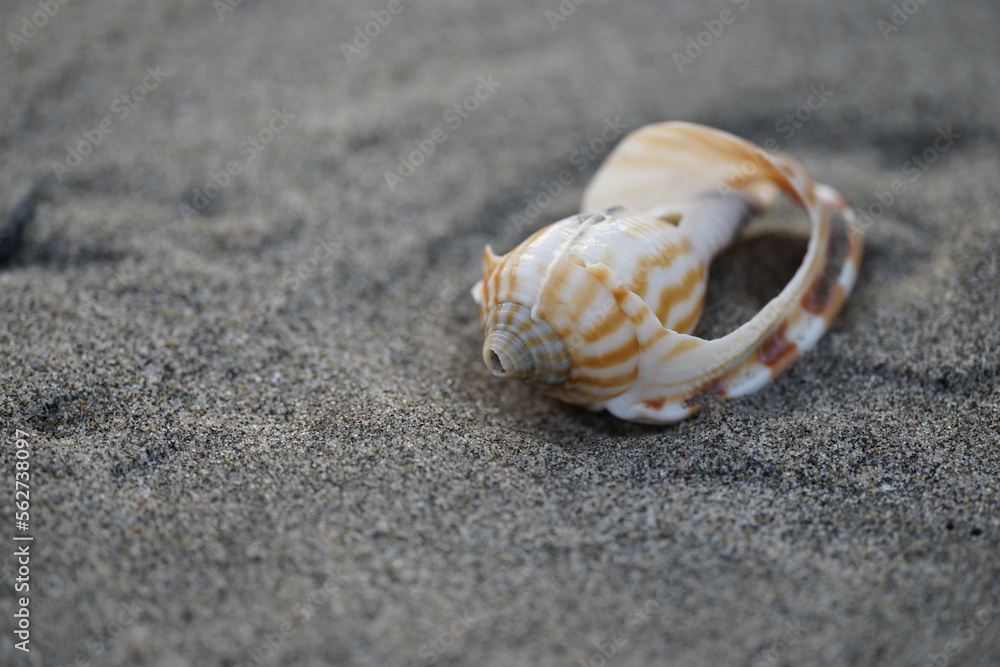 Beautiful broken shell of japanese conch at sanddune, Japanese scenery ...