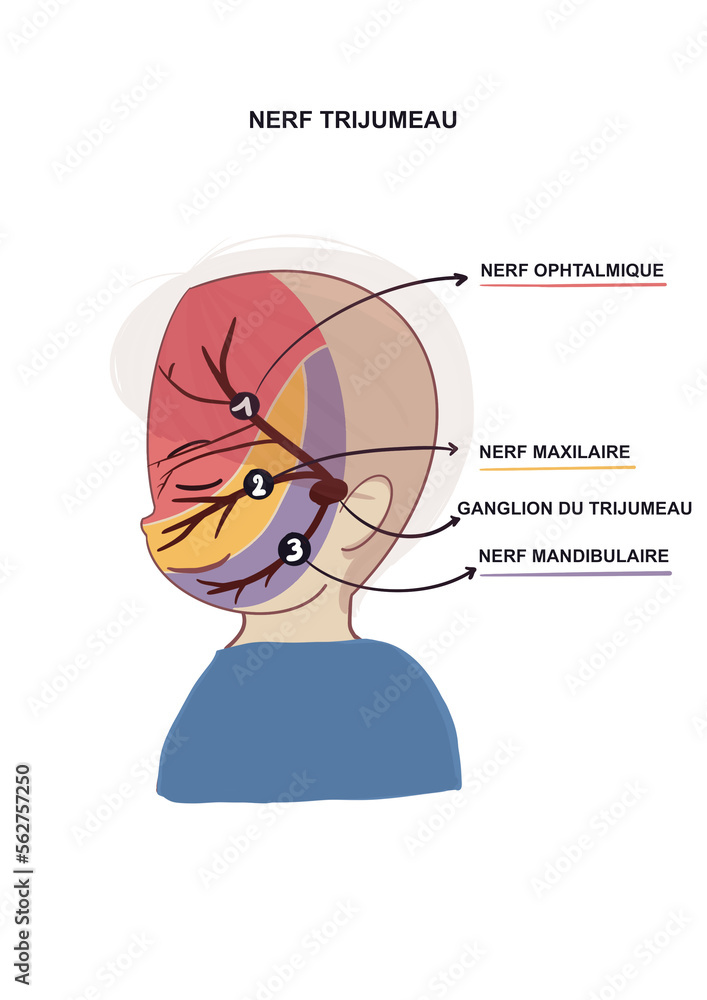 Schéma ludique pour illustrer le nerf trijumeau. Dessin de visage d ...