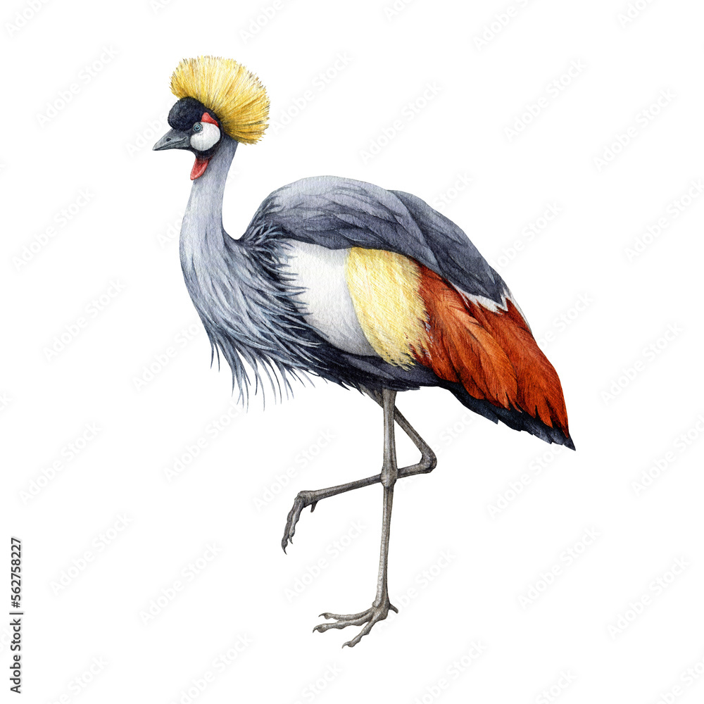 Grey crowned crane watercolor illustration. Hand drawn realistic ...