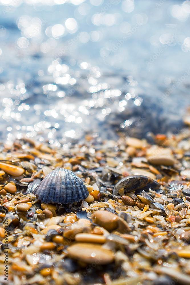 Beach Shells Wallpaper