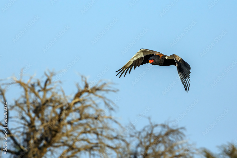 Bateleur Eagle Flying