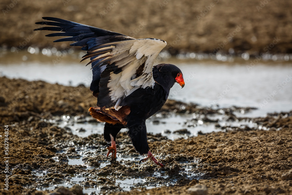Bateleur Eagle flying over waterhole in Kgalagadi transfrontier park ...