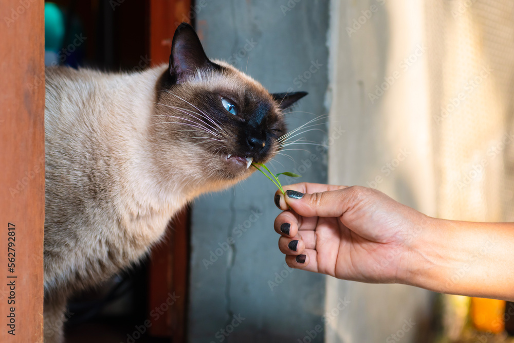A woman's hand is feeding grass to a Siamese cat. For the benefit of ...