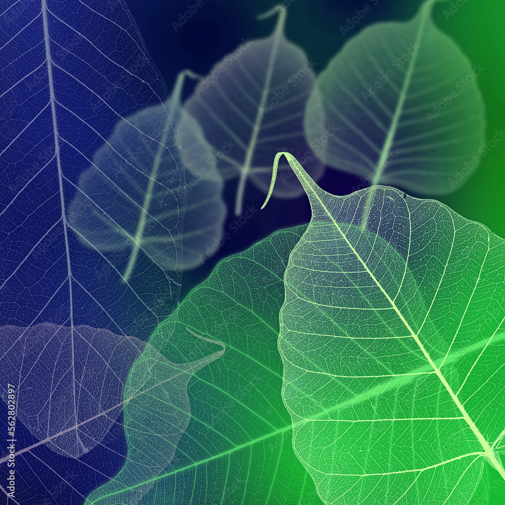 leaf texture pattern, leaf background with veins and cells - macro ...