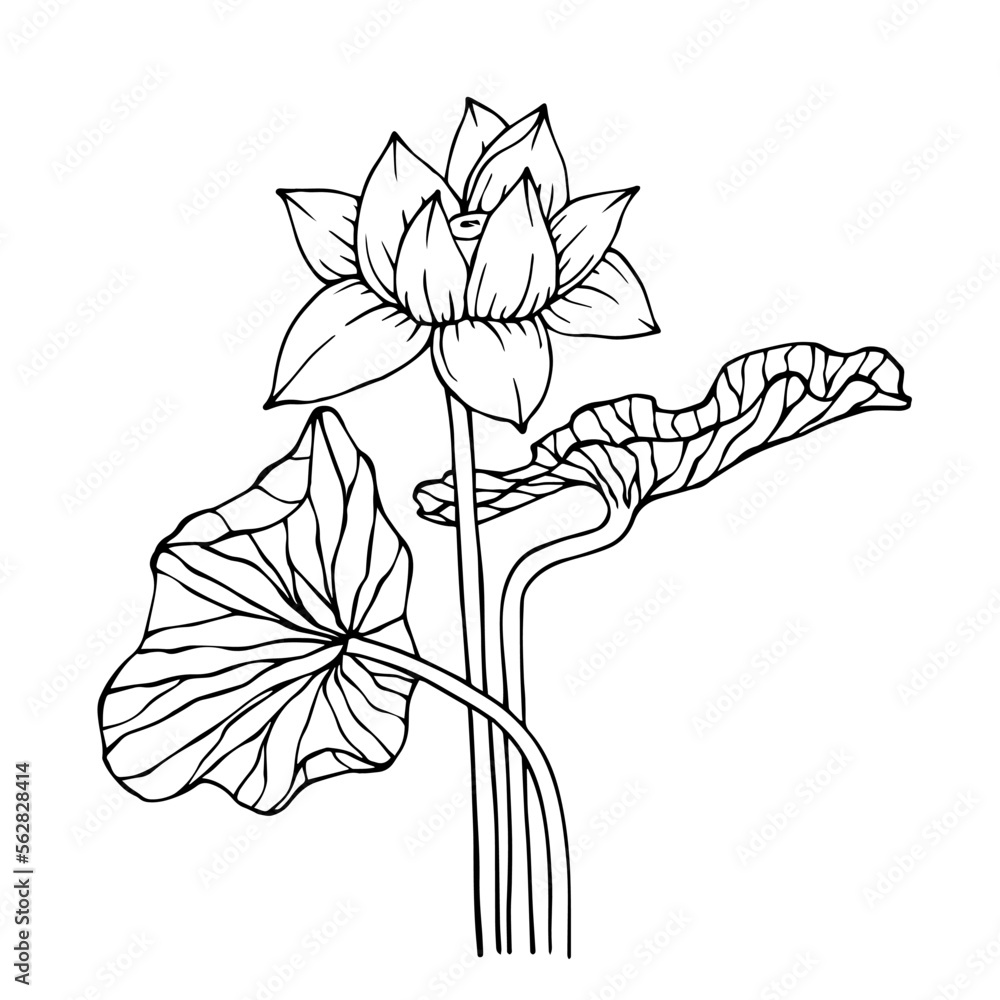 Linear sketch of lotus flowers,buds and leaves.Vector graphics. Stock ...