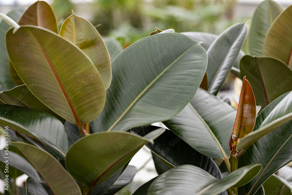 Ficus elastica “Robusta”. The Rubber Plant, in Latin Ficus Robusta, is ...
