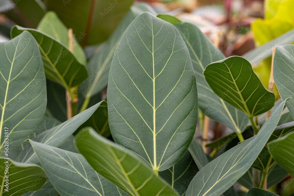 Ficus benghalensis “Audrey”. This plant originally comes from the ...