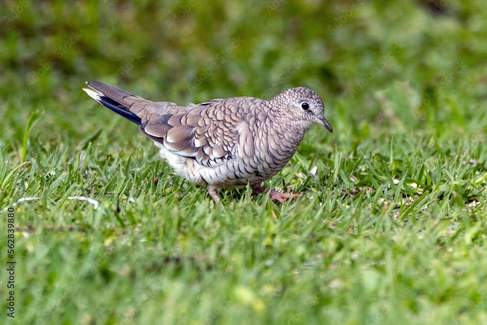 A Scaled Dove also know as Rolinha feeding on the lawn. Species ...