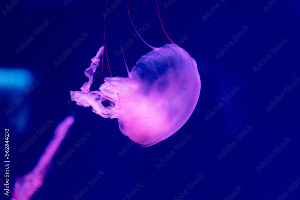 Sea and ocean jellyfish swim in the water close-up. Illumination and ...