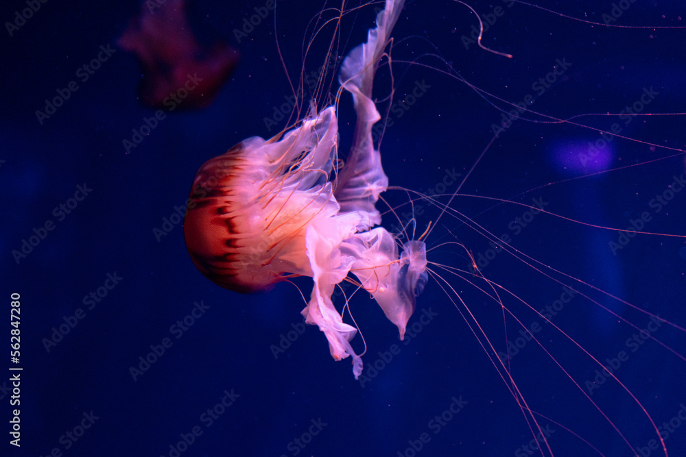Sea and ocean jellyfish swim in the water close-up. Illumination and ...