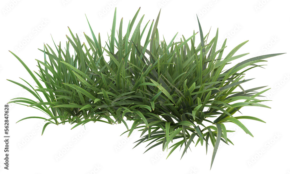 Various types of grass bushes shrub and small plants Stock Illustration ...