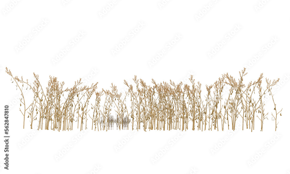 Various types of dried plants grass bushes shrub and small plants Stock ...