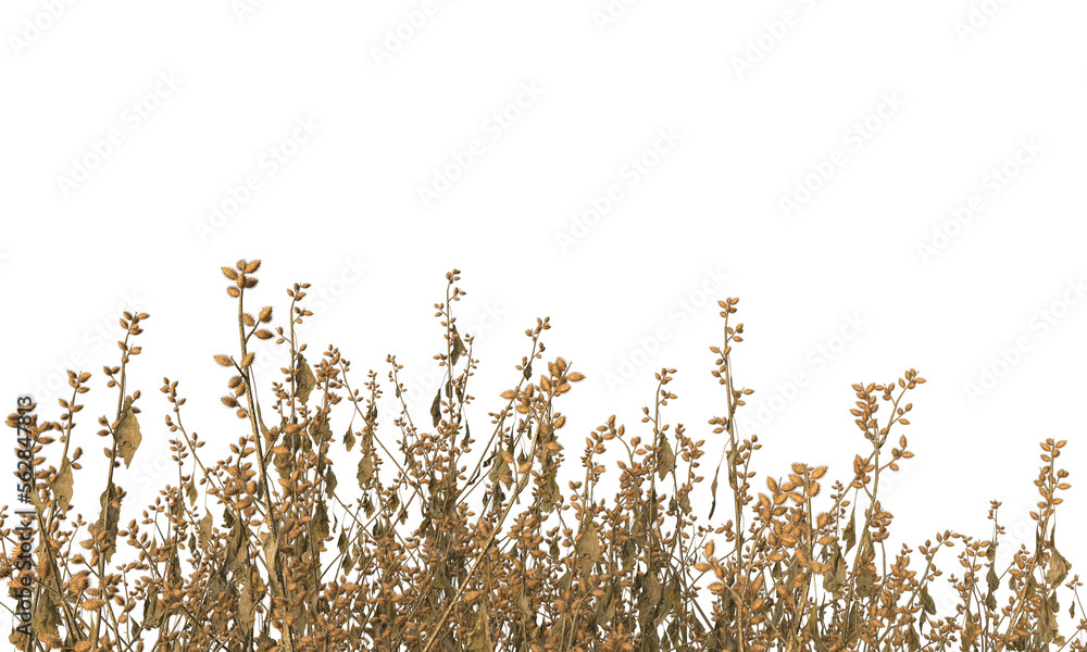 Various types of dried plants grass bushes shrub and small plants Stock ...