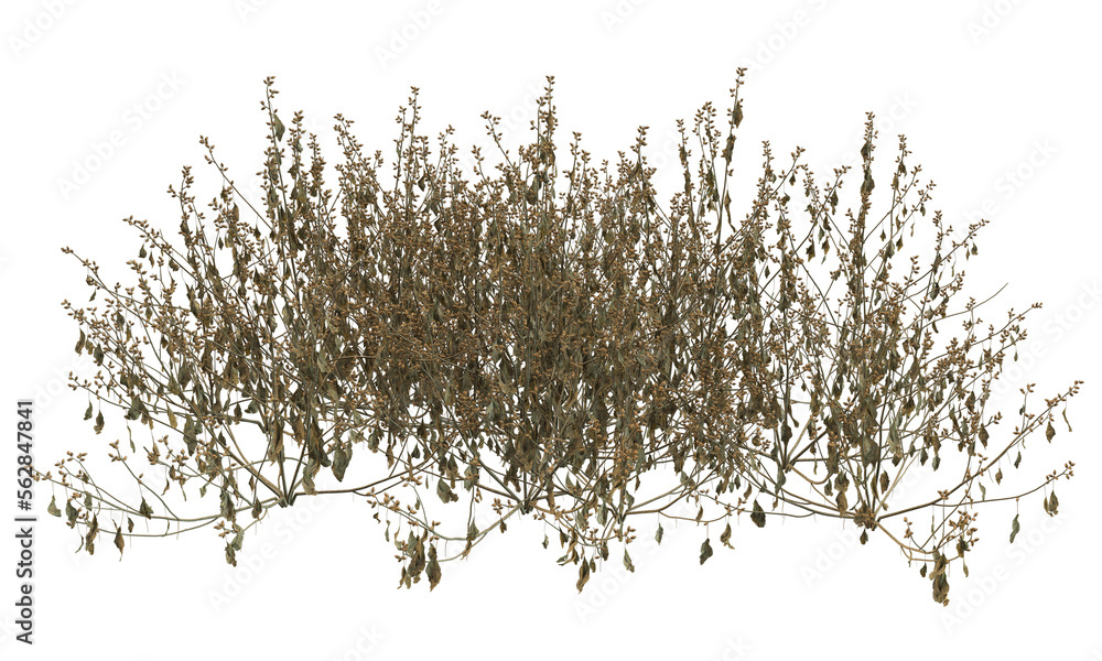Various types of dried plants grass bushes shrub and small plants Stock ...