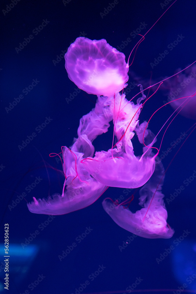 Sea and ocean jellyfish swim in the water close-up. Illumination and ...