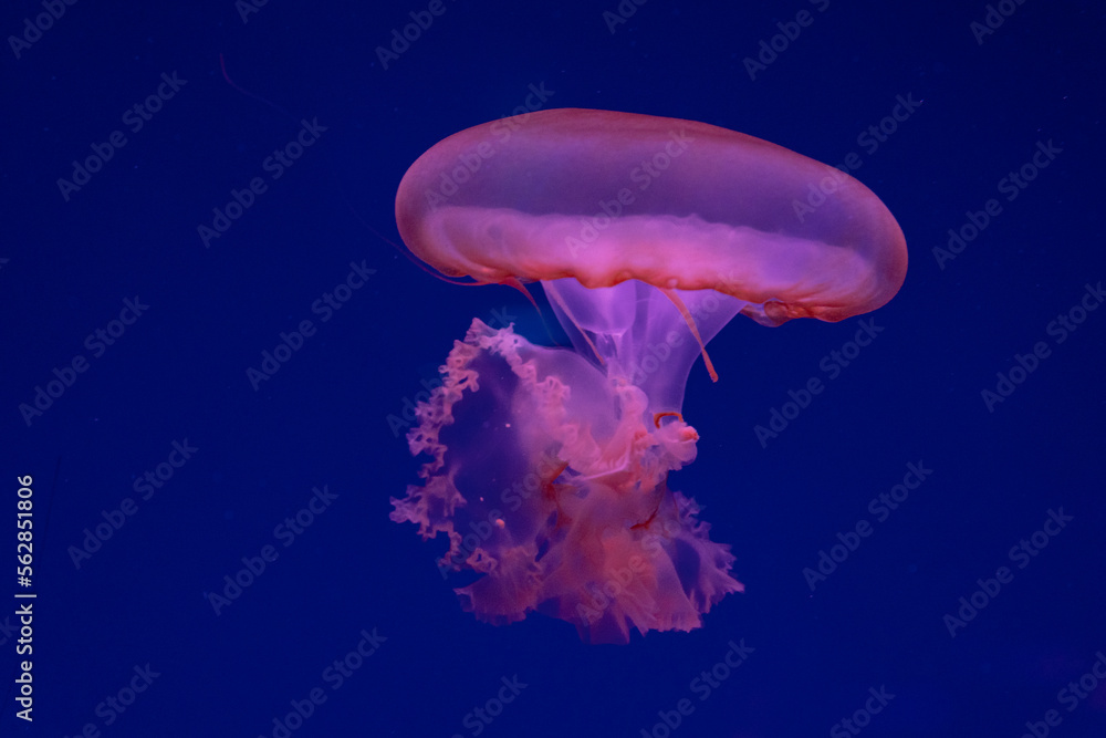 Sea and ocean jellyfish swim in the water close-up. Illumination and ...