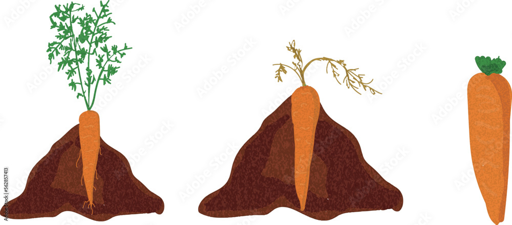 Growth stages of carrot plant. Carrot growing stages vector ...