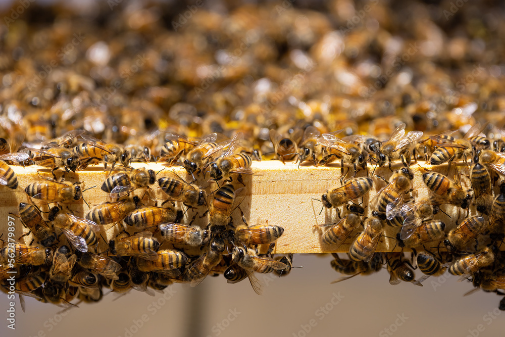 Bees on a honeycomb frame during an inspection to determine the health ...