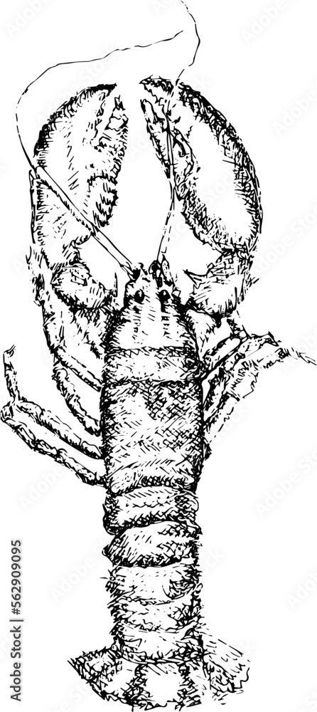Sketch vector hand drawing of a lobster. Ink sketch of lobster ...