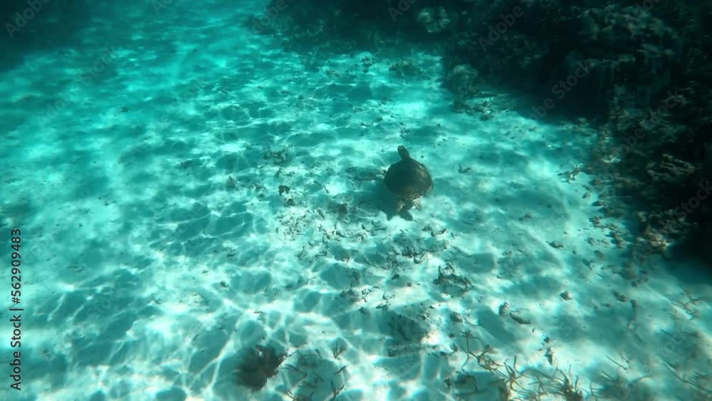 Sea Turtle in the Coral Reefs of Belize, Caye Caulker, Central America ...